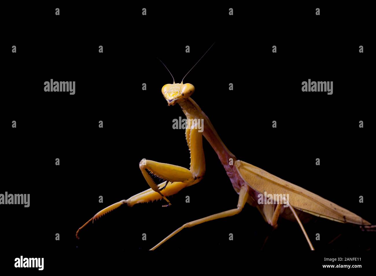 Giant Asian Yellow Praying Mantis (Hierodula membranacea) isolated on ...