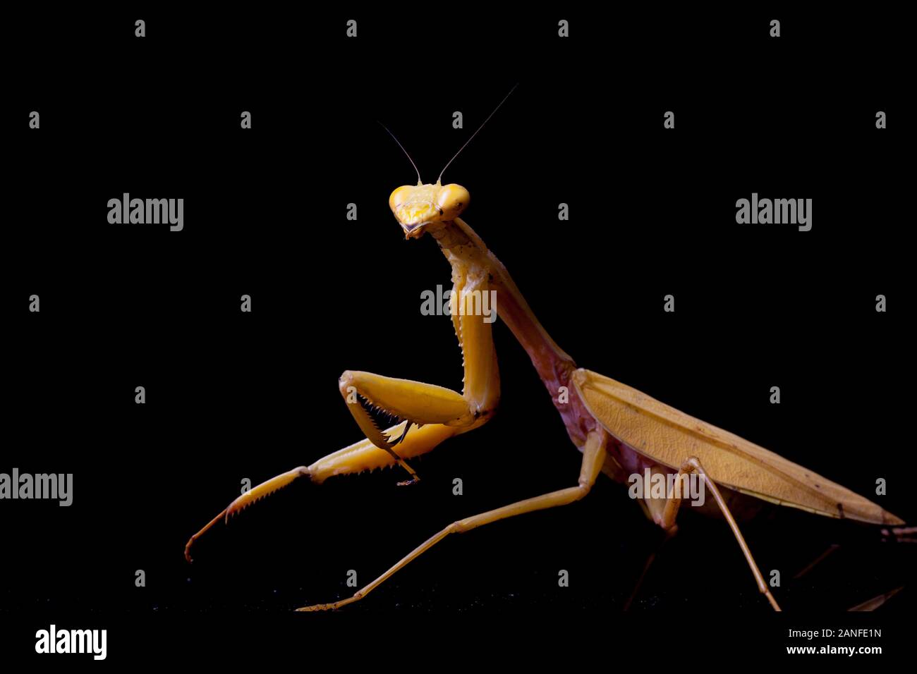 Giant Asian Yellow Praying Mantis (Hierodula membranacea) isolated on ...