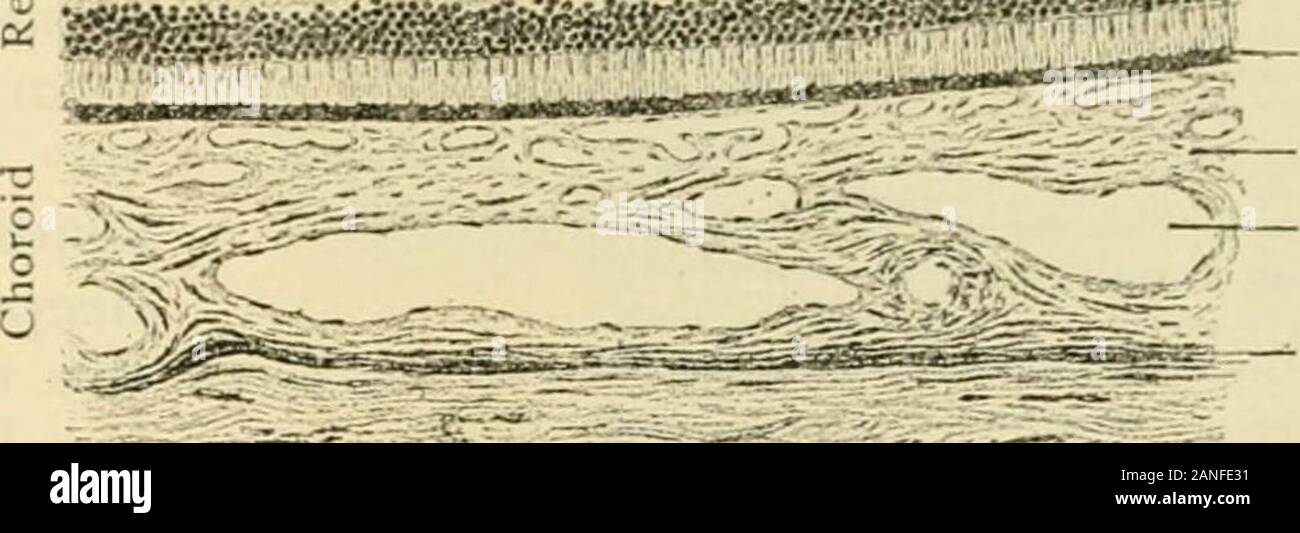 Cyclopia hi-res stock photography and images - Alamy