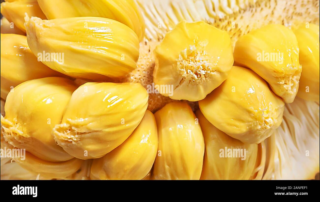 Artocarpus intege or Cempedak (Malay) or Champada (Thai), in Moraceae ...