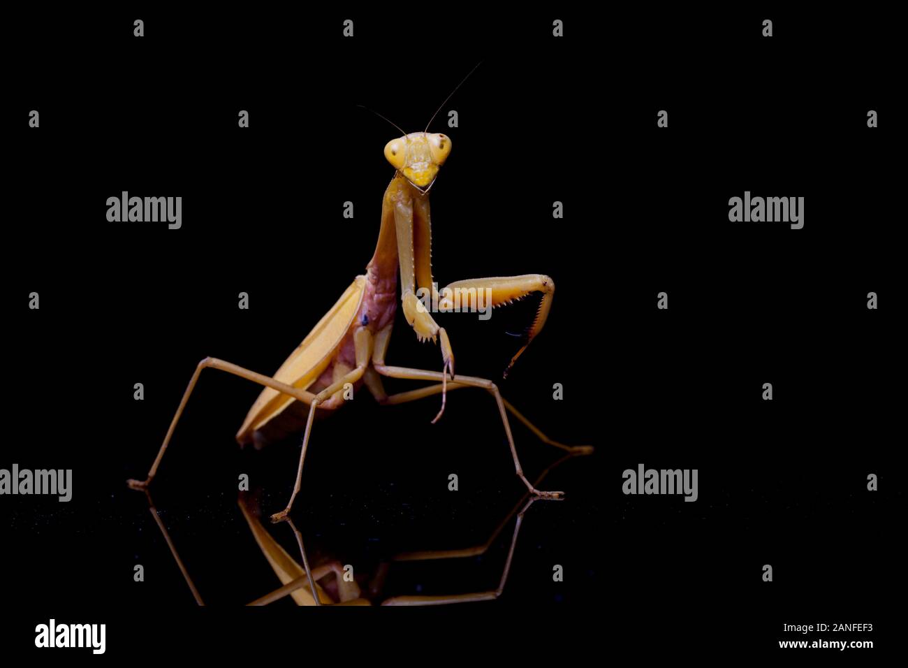 Giant Asian Yellow Praying Mantis (Hierodula membranacea) isolated on ...