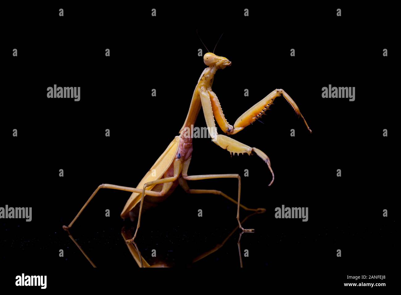 Giant Asian Yellow Praying Mantis (Hierodula membranacea) isolated on ...