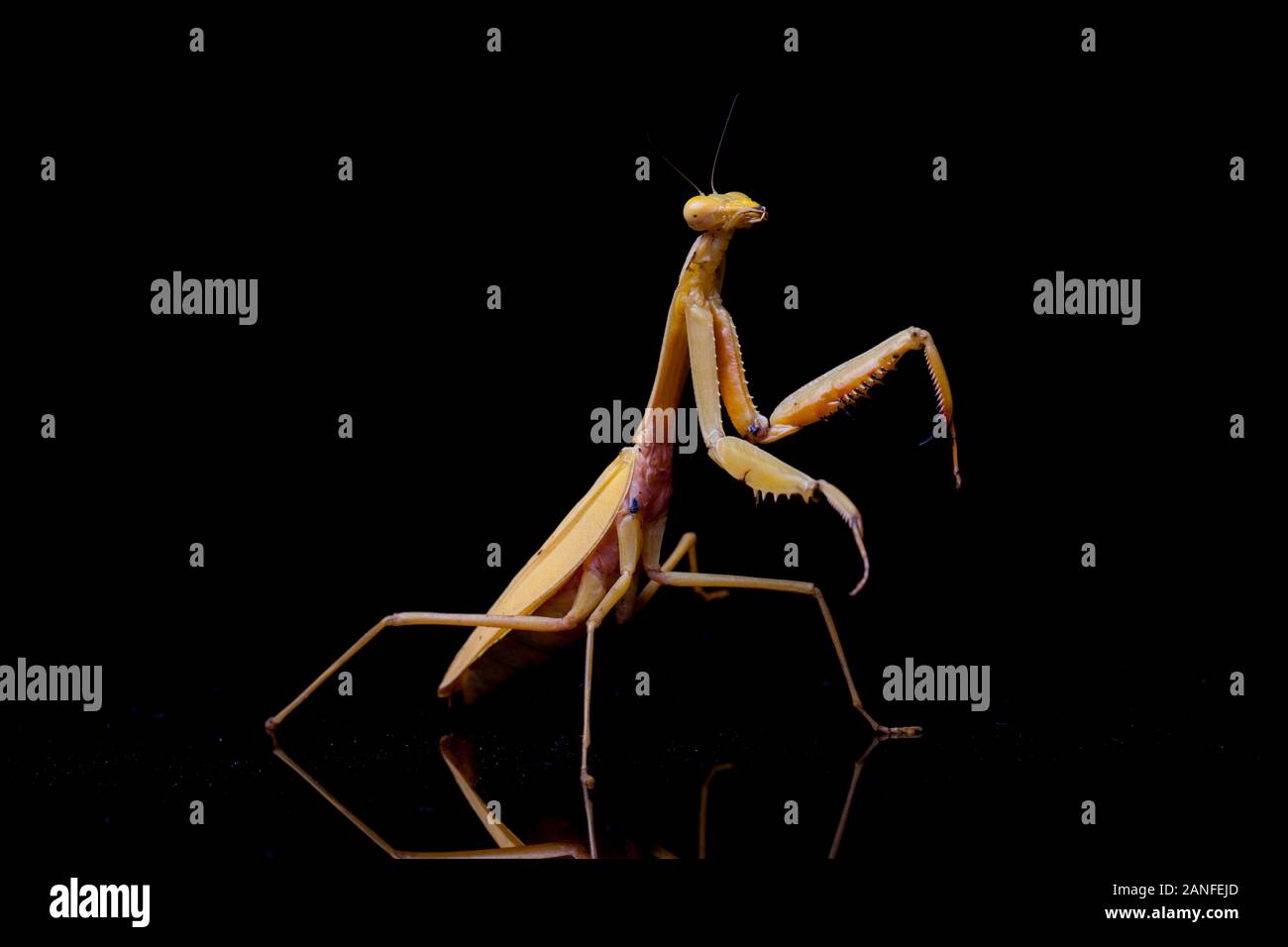 Giant Asian Yellow Praying Mantis (Hierodula membranacea) isolated on ...