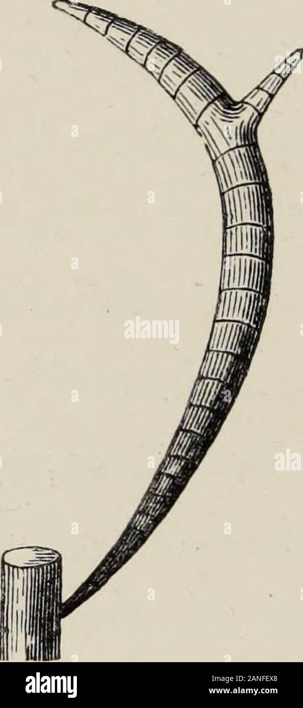 Ramuli hi-res stock photography and images - Alamy