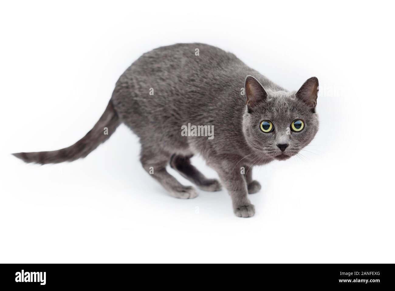 Crouched cat Cut Out Stock Images & Pictures - Alamy