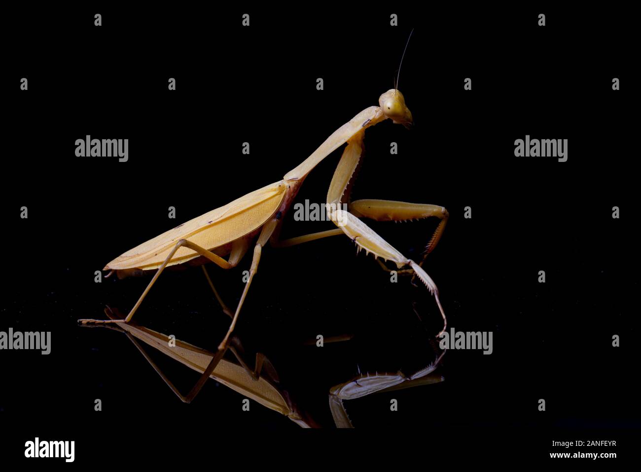 Giant Asian Yellow Praying Mantis (Hierodula membranacea) isolated on ...