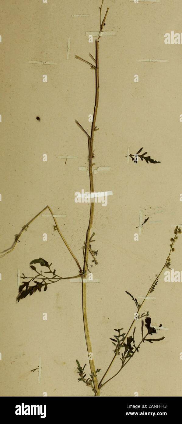 The British farmer's plant portfolio : specimens of the principal ...