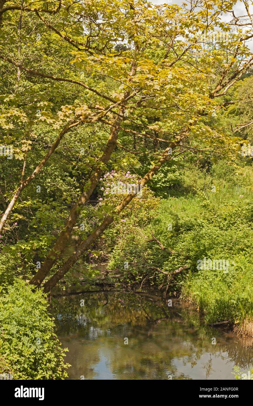 River Llan, Penllergare Valley Woods, Penllergaer, Swansea, South Wales ...