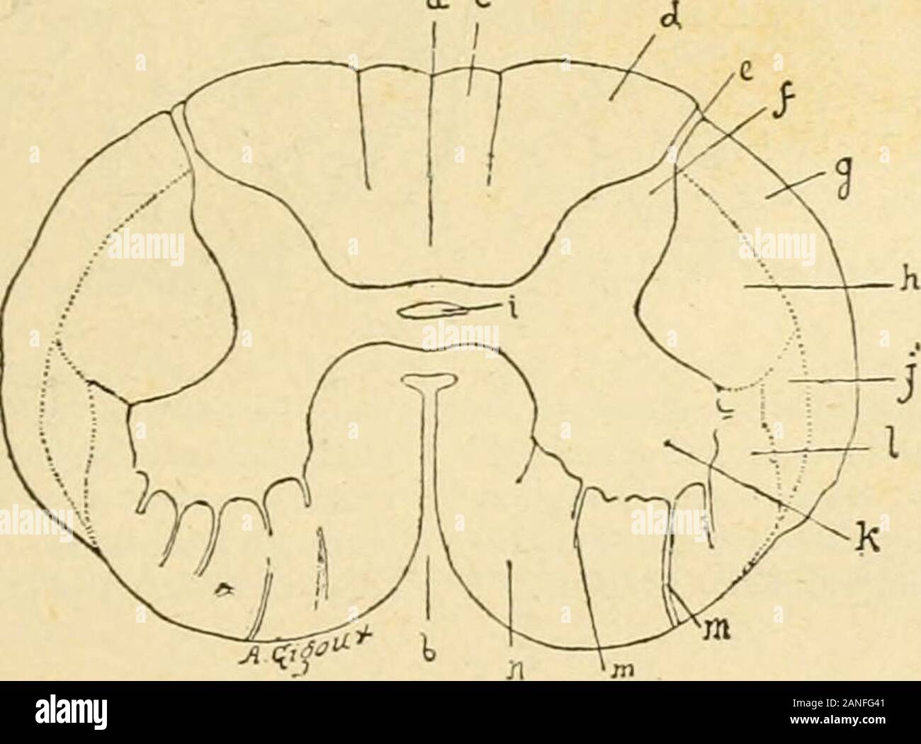 Pyramidal decussation hi-res stock photography and images - Alamy