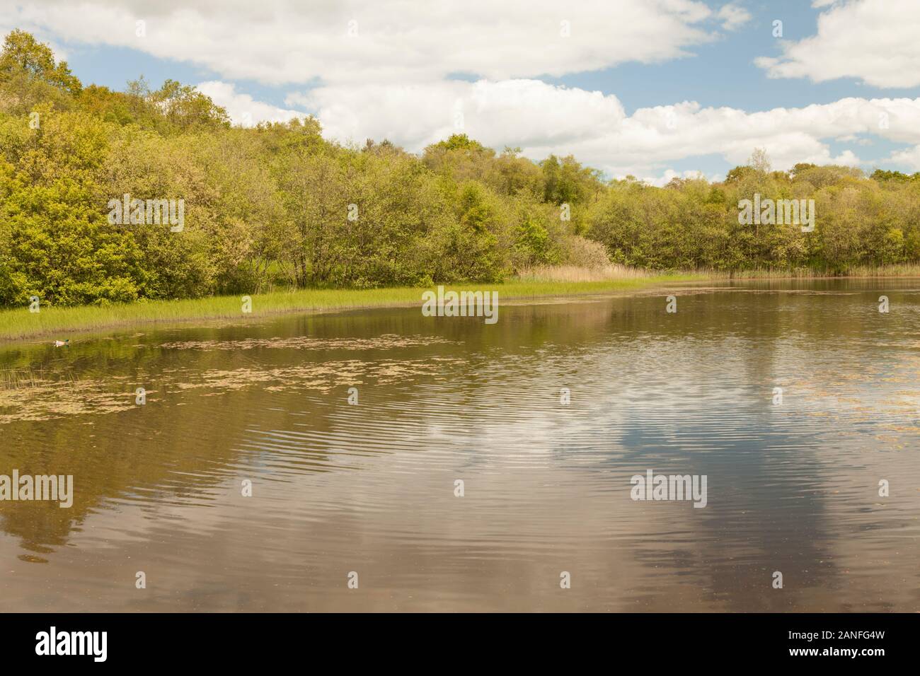 Penllergaer valley woods hi-res stock photography and images - Alamy