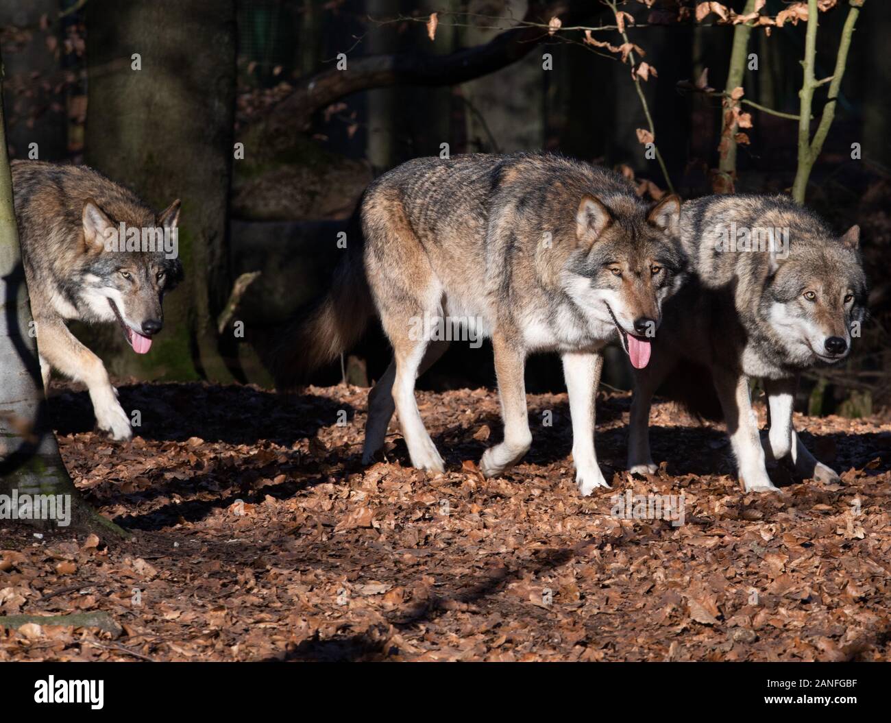 Raised by wolves hi-res stock photography and images - Alamy