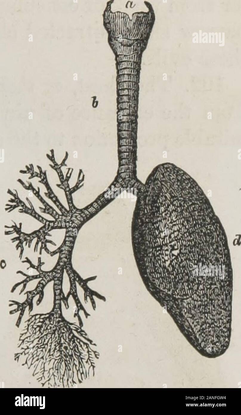 Bronchi bronchial tubes hi-res stock photography and images - Alamy