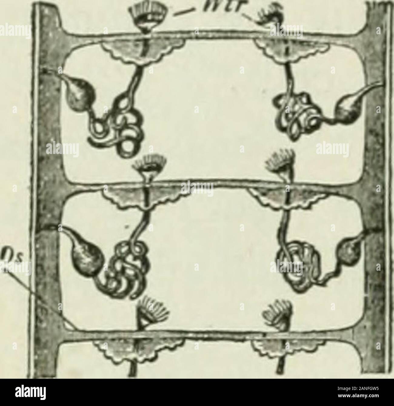Food chain diagram hi-res stock photography and images - Alamy