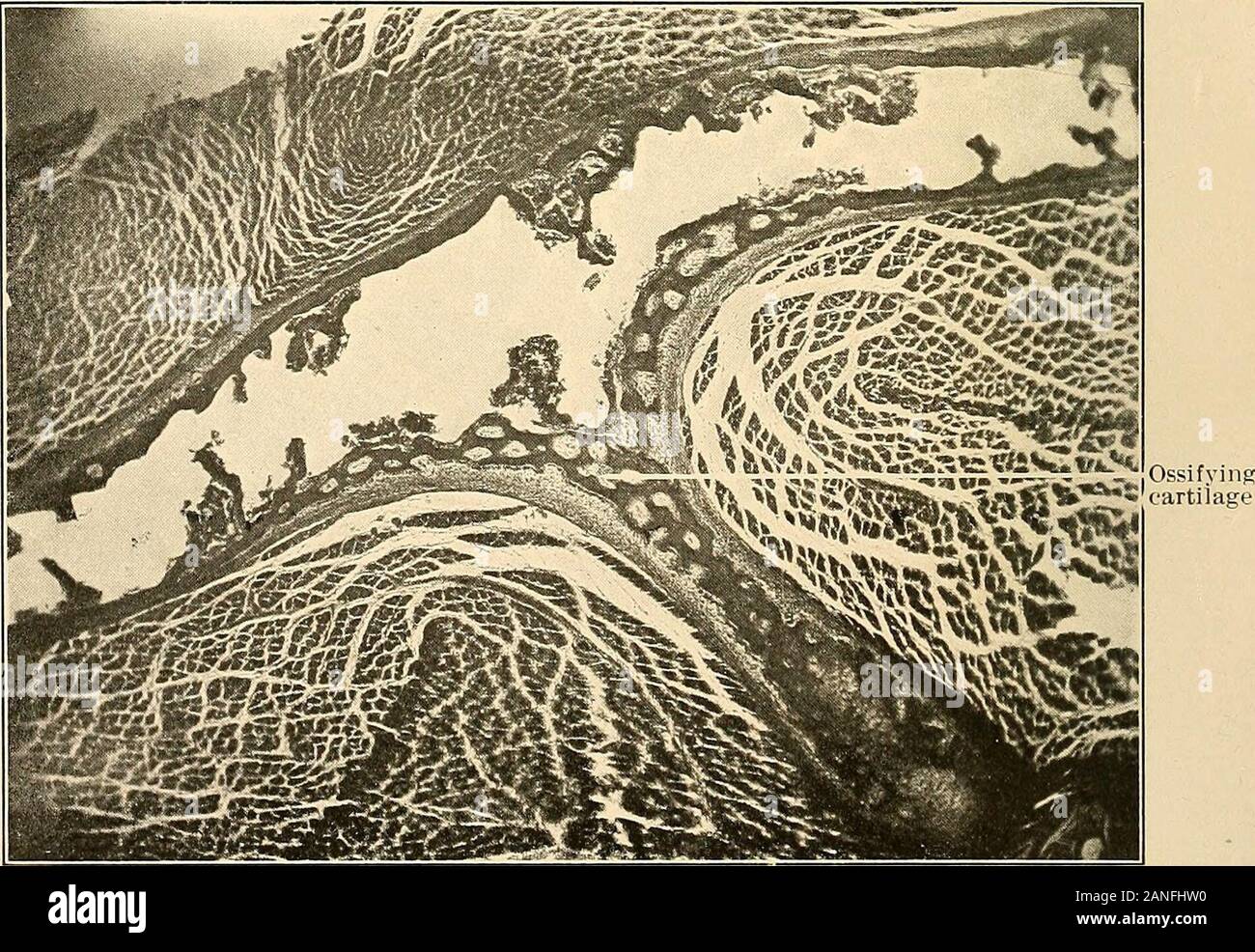Principles and practice of operative dentistry . Fig. 179.— Longitui(F ...