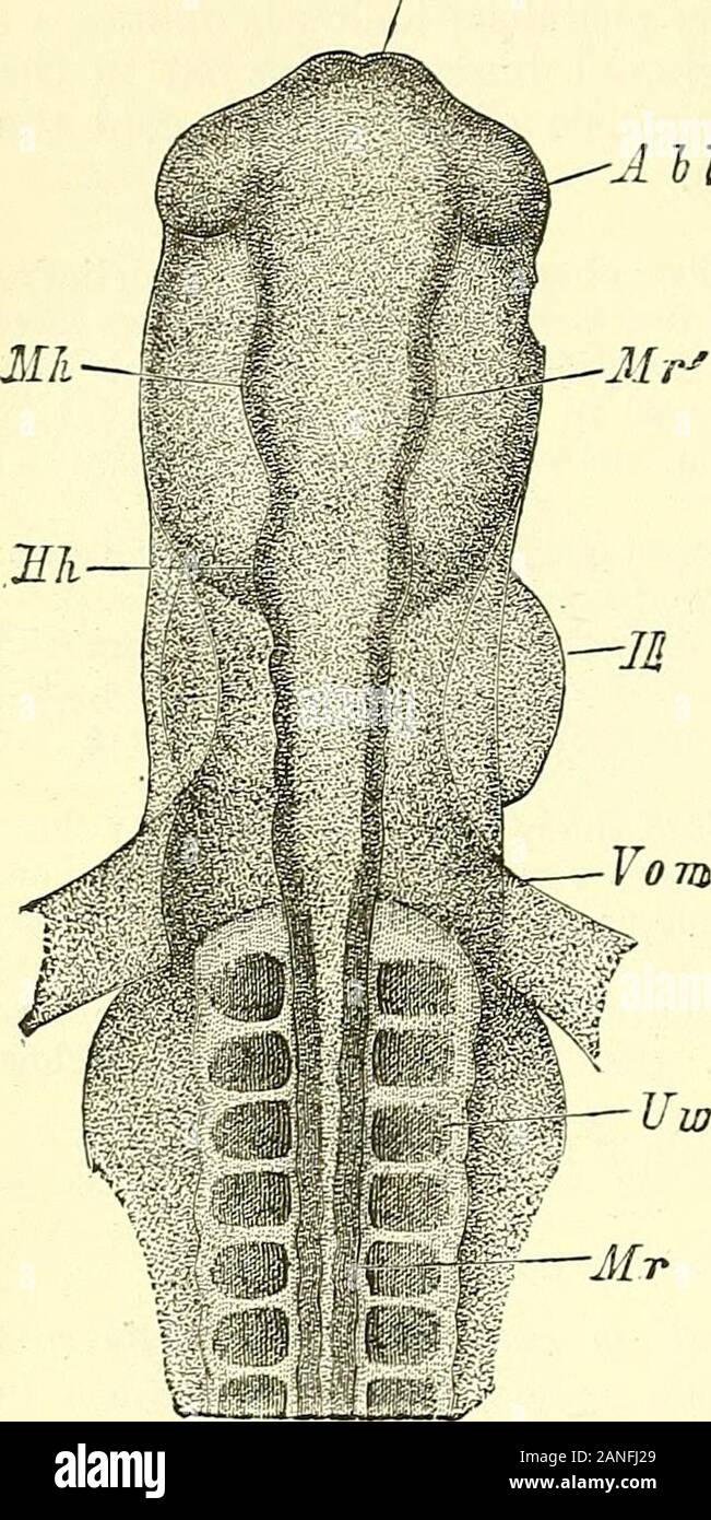 Quain's elements of anatomy . d-brain ; H, jjart of theheart seen ...