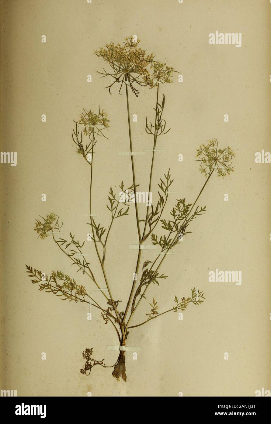 The British farmer's plant portfolio : specimens of the principal ...