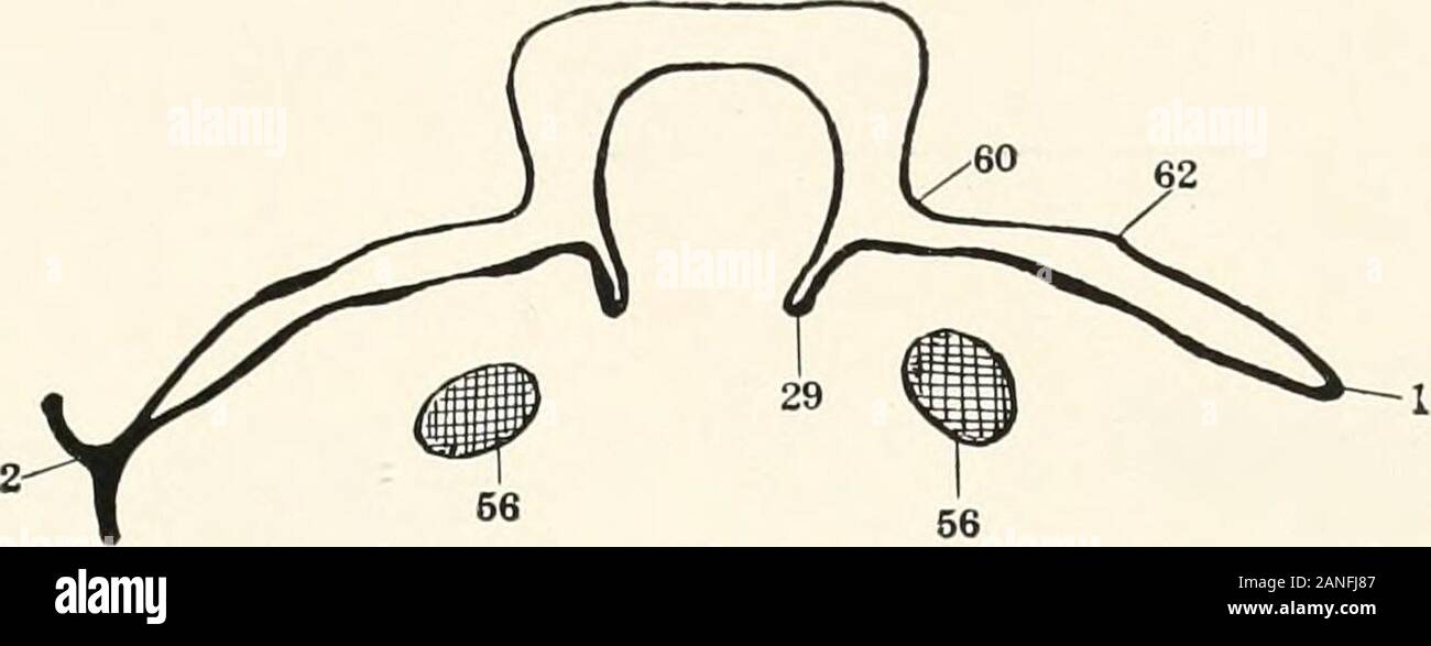 Contributions to the anatomy and development of the salivary glands in ...
