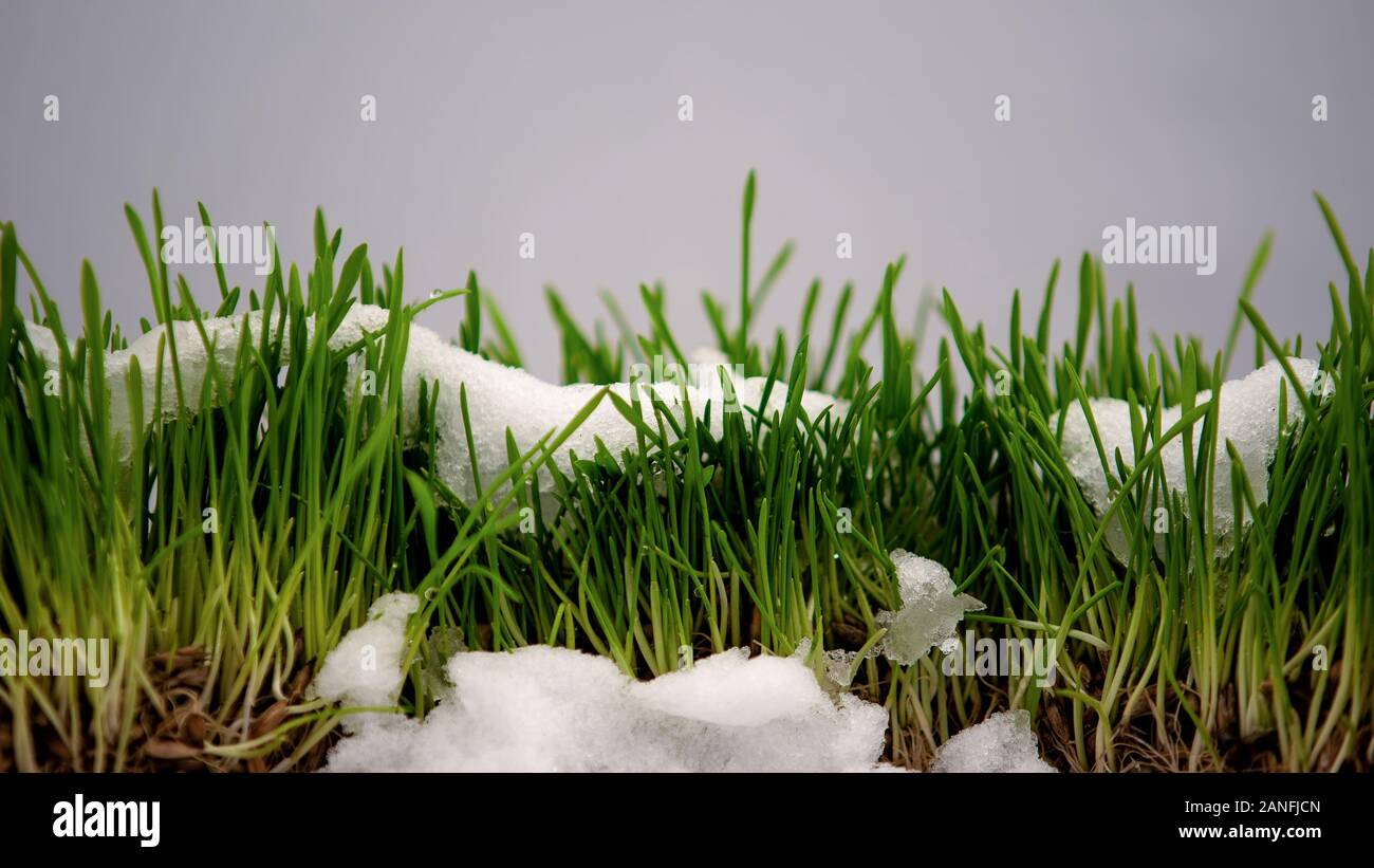 Snow melting and showing fresh green grass, springtime coming ...