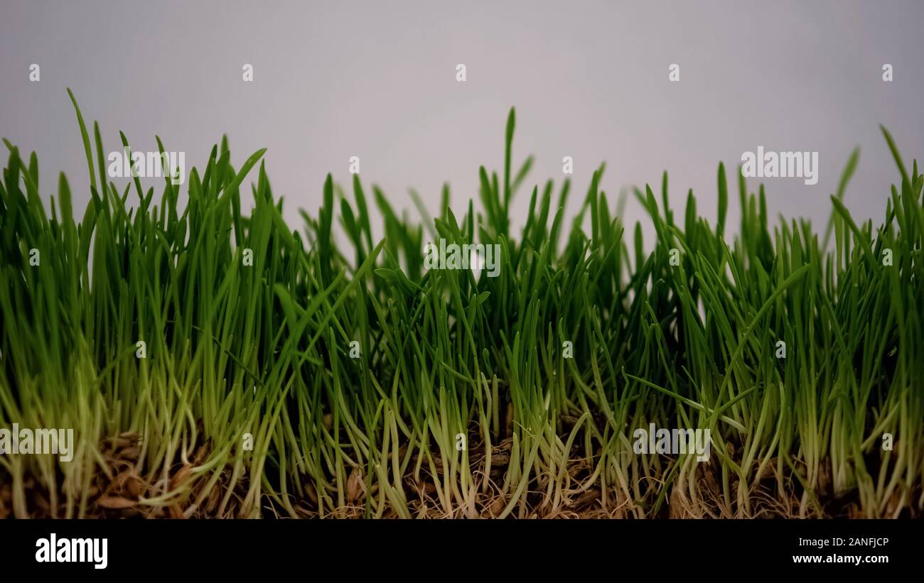Green grass close up, lawn growing, domestic animals food, biology and ...