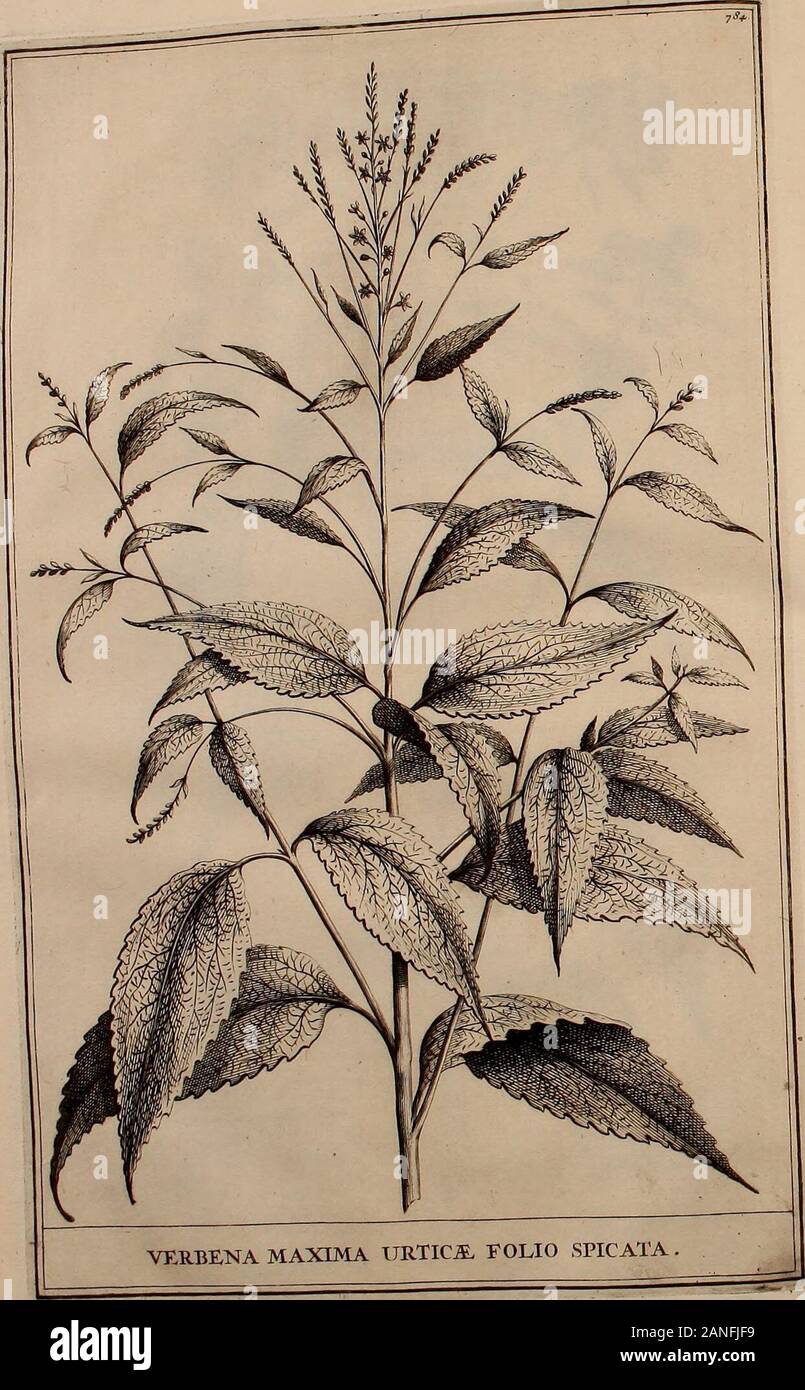 Zaden hi-res stock photography and images - Alamy