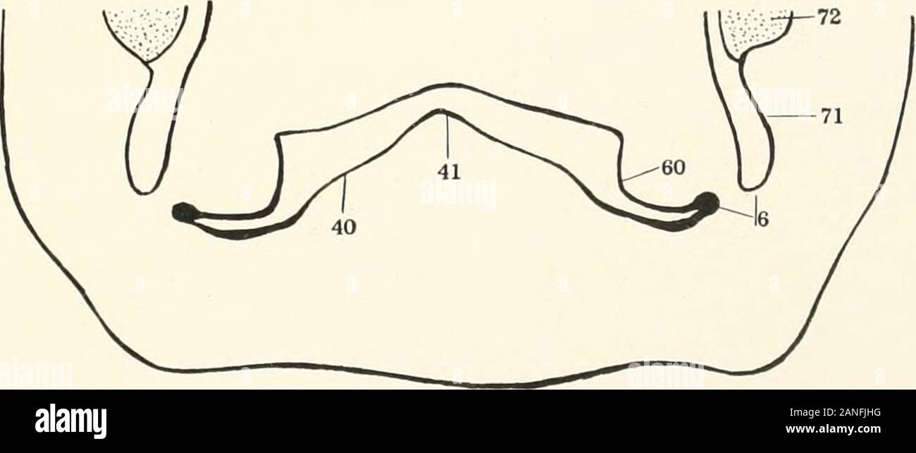 Contributions to the anatomy and development of the salivary glands in ...