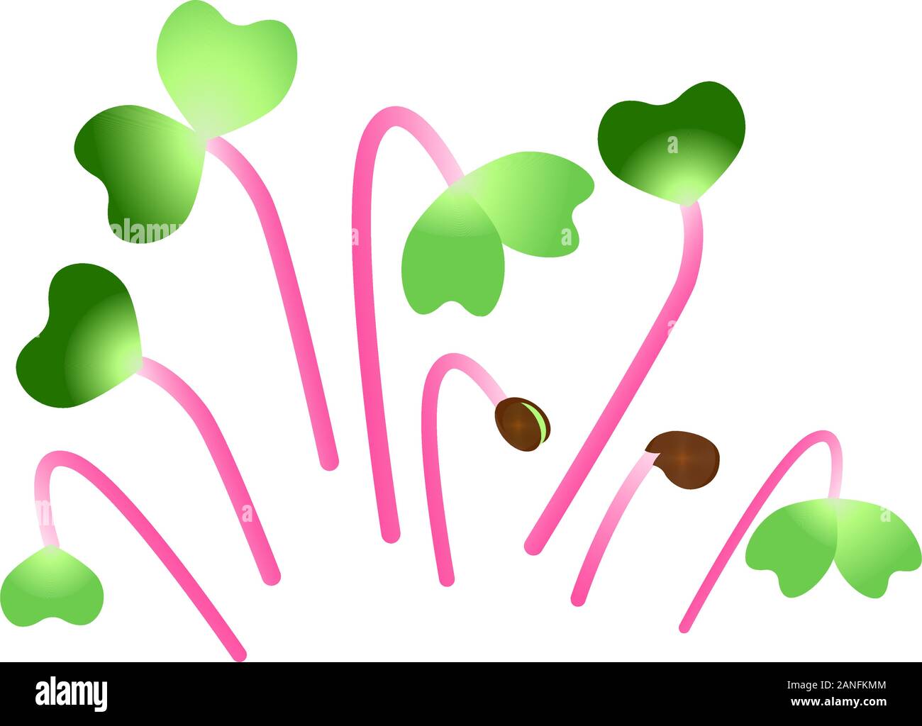 Microgreens Hong Vit Radish. Bunch of plants. Vitamin supplement, vegan ...