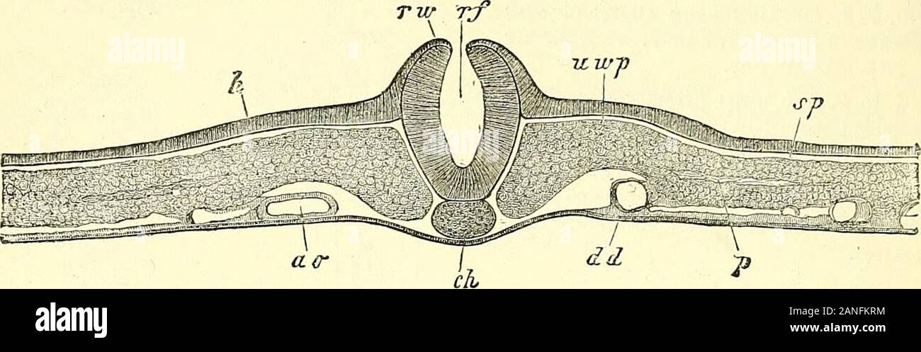 H m brain hi-res stock photography and images - Alamy