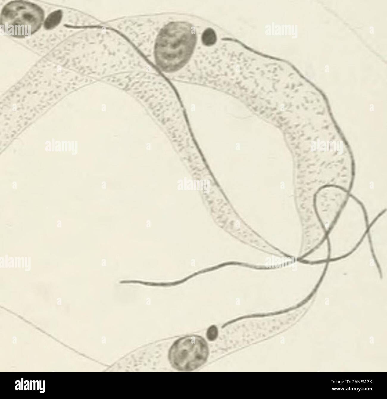 Crithidia hi-res stock photography and images - Alamy