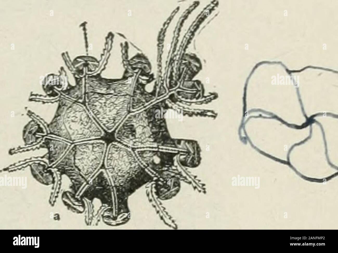 Beginners' zoology . The crinoids are the most ancient of the ...
