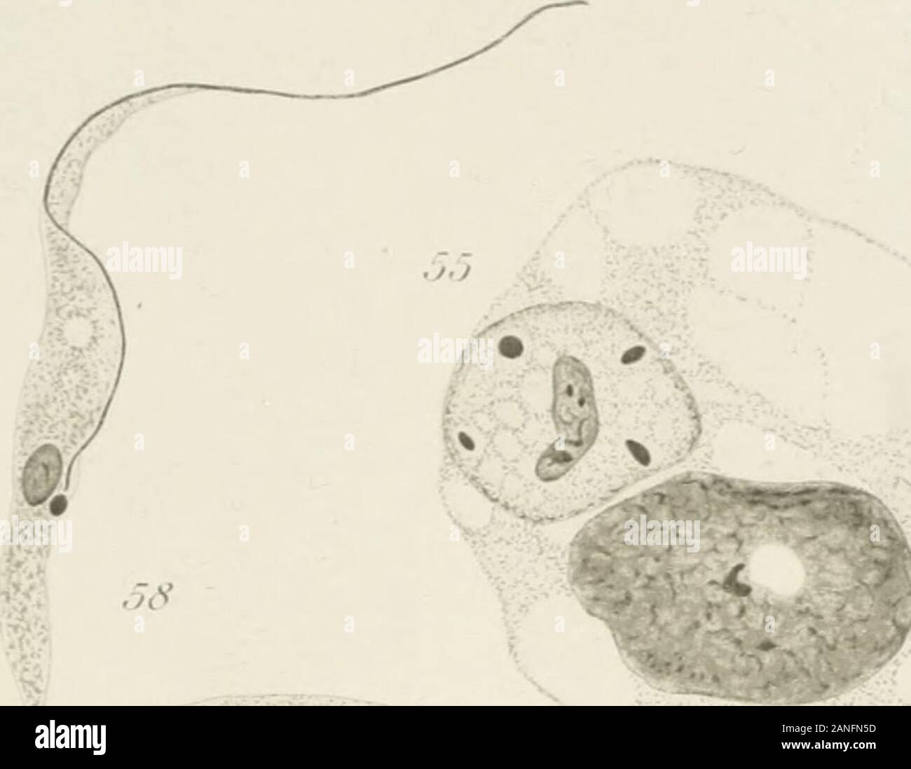 Crithidia hi-res stock photography and images - Alamy