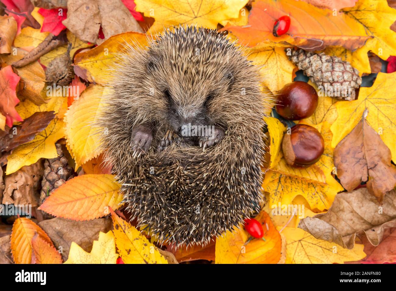 Hedgehog in a ball hi-res stock photography and images - Alamy