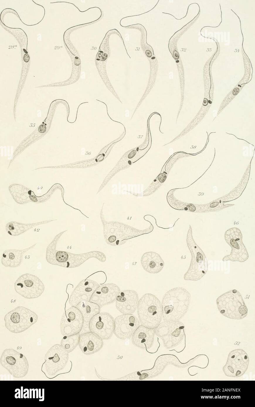 Crithidia hi-res stock photography and images - Alamy