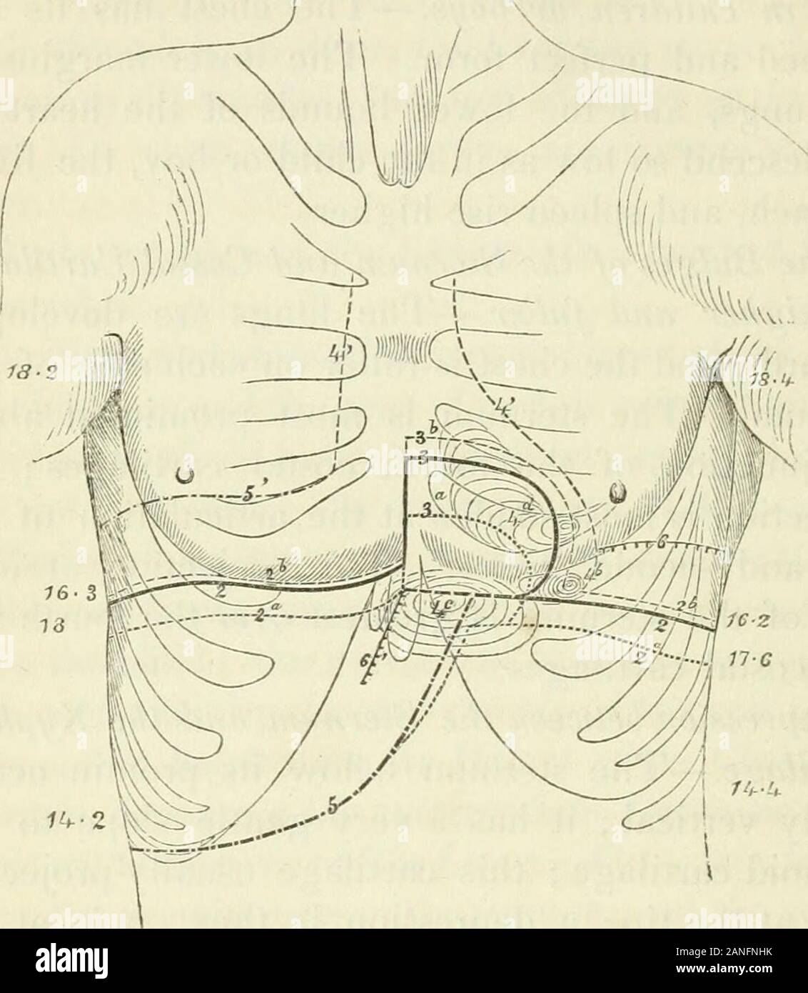 Transactions . efirst and second bones. The projection at eachside of ...