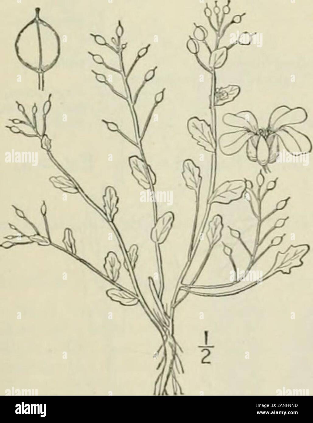 Reniform lower leaves hi-res stock photography and images - Alamy