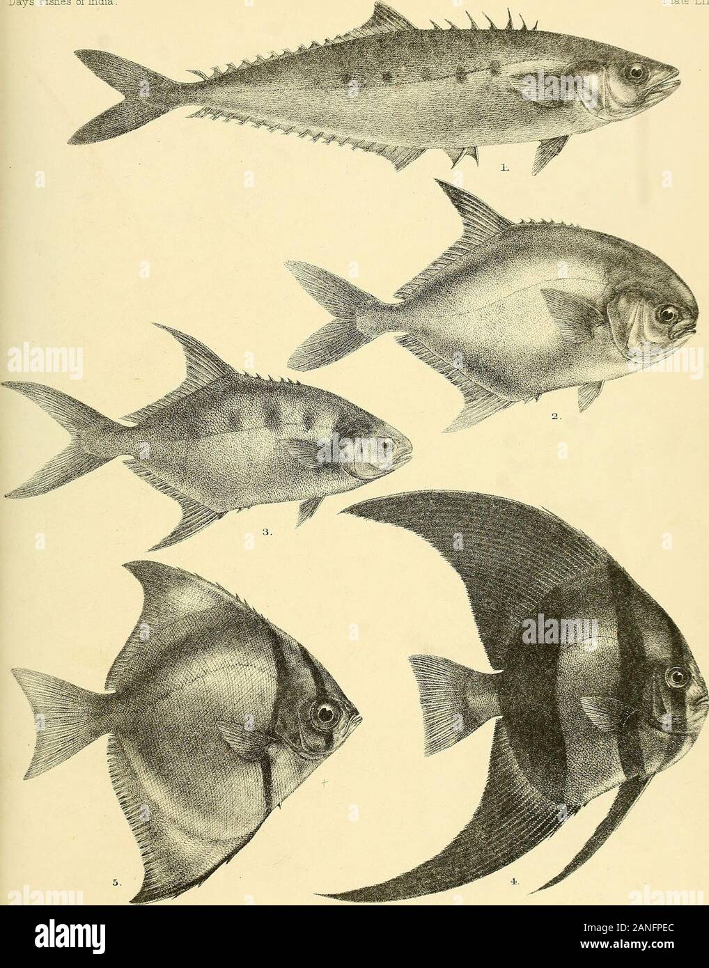 The fishes of India; being a natural history of the fishes known to ...