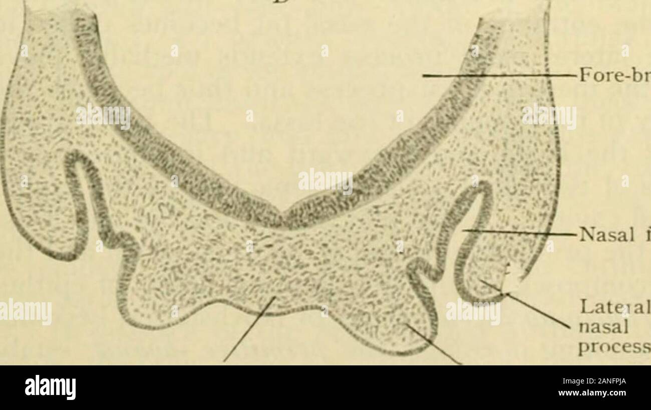 Human anatomy, including structure and development and practical ...