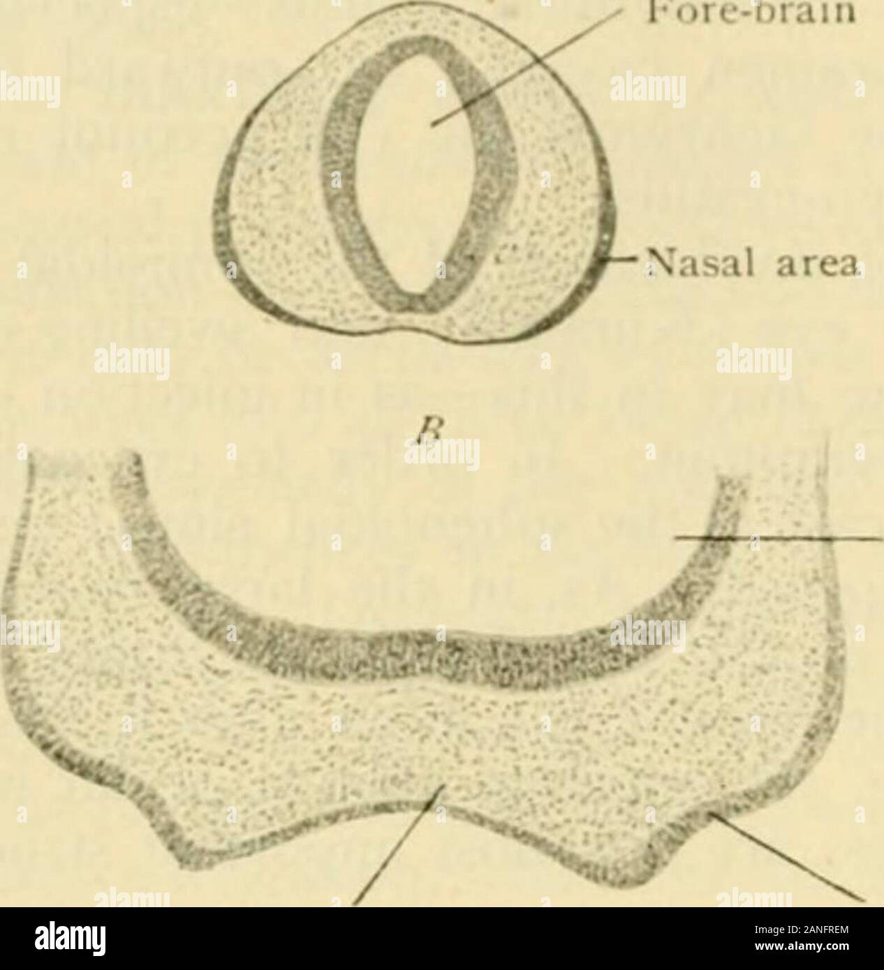 Choanae hi-res stock photography and images - Alamy