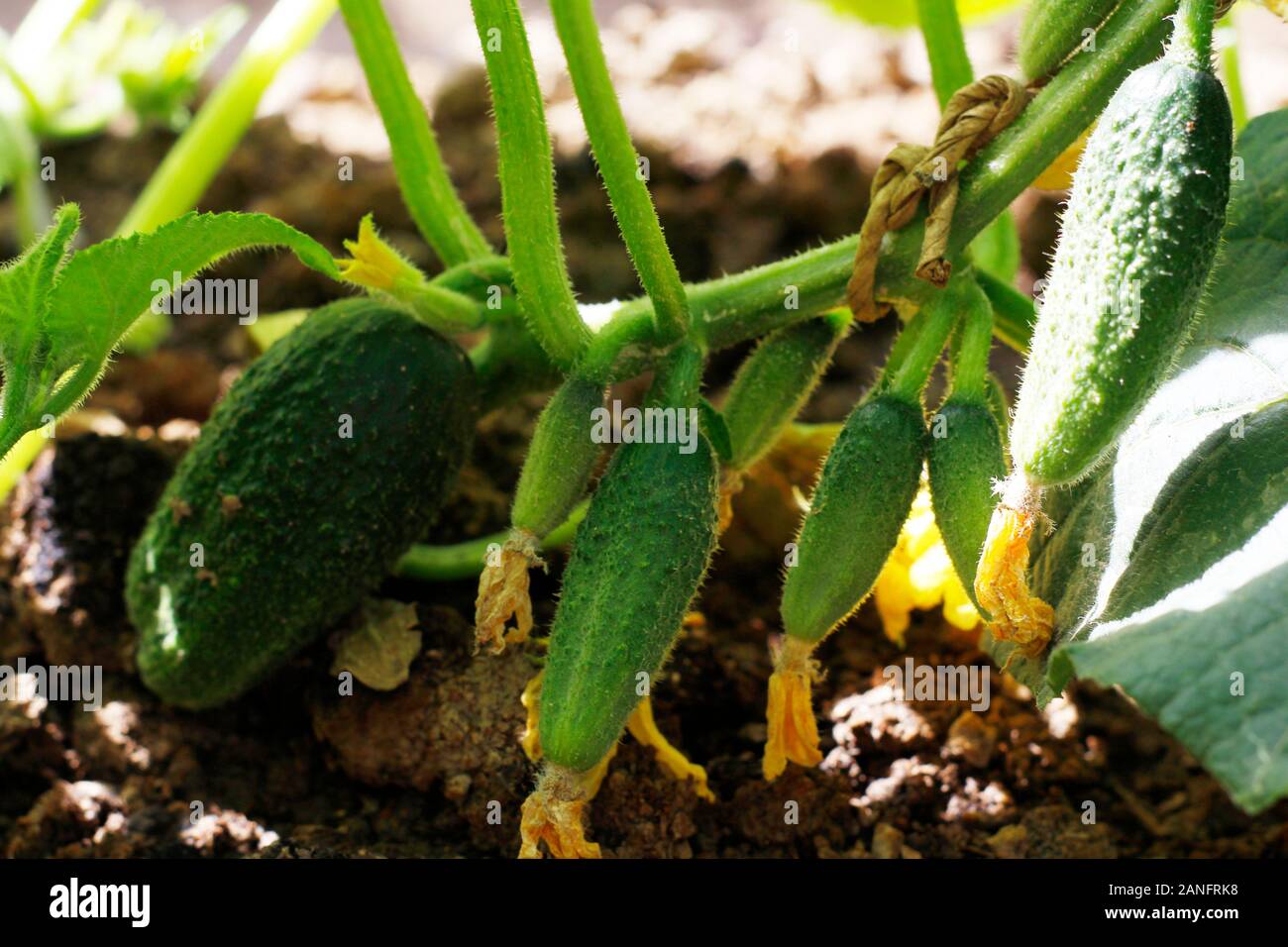 Cucumbers grow in the ground in open ground. Garden in the village ...