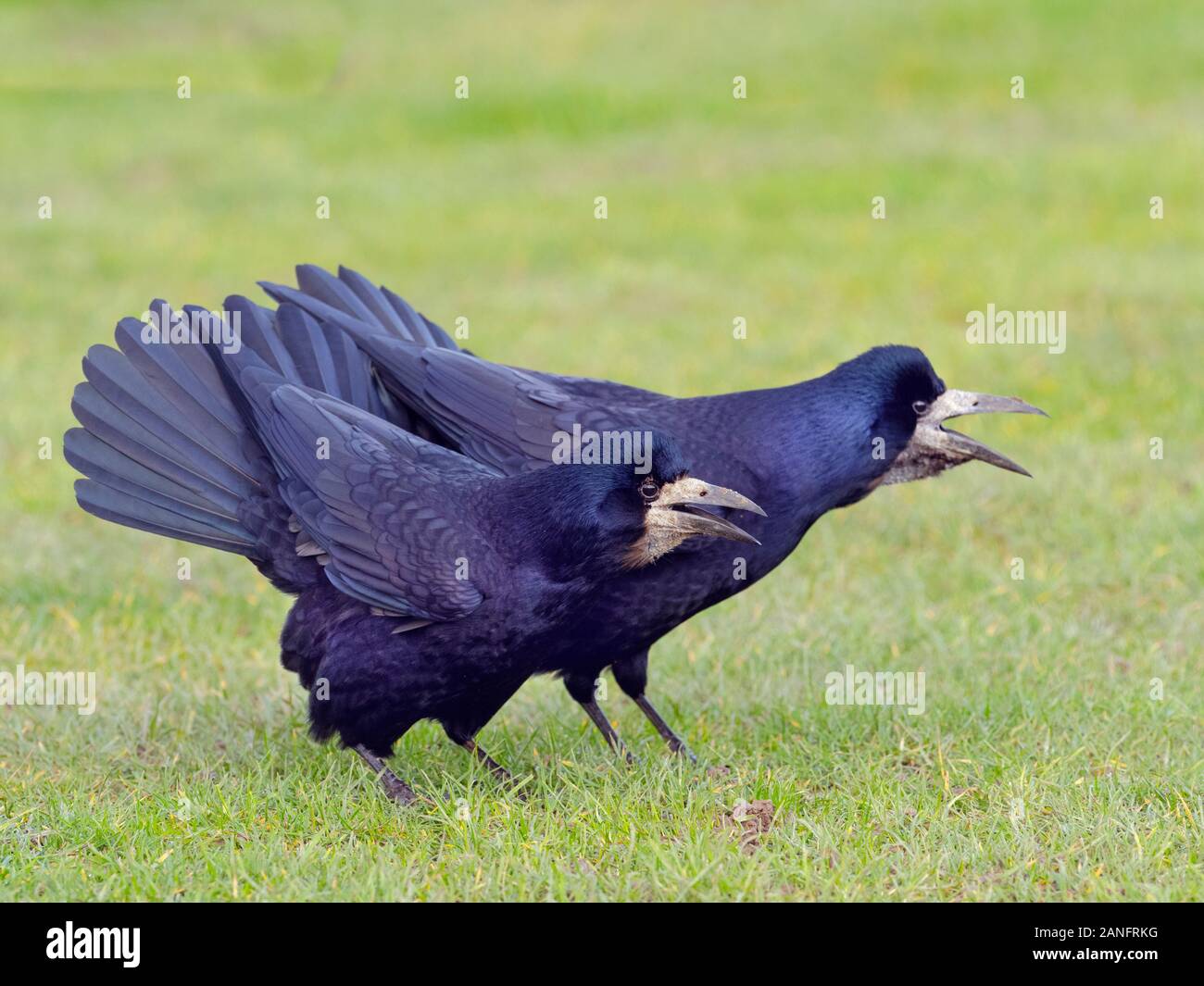 Rooks Corvus frugilegus feeding in grassland East coast Norfolk Stock ...