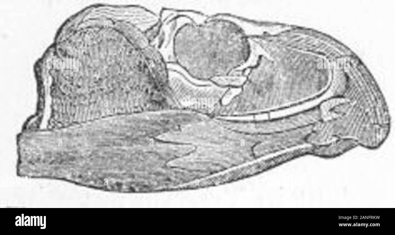 Skull of Rhynchosaurus articeps Stock Photo - Alamy
