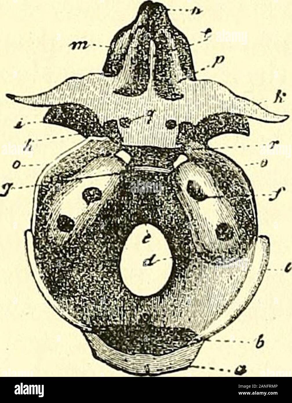 Quain's elements of anatomy . US OF THREE MONTHS, SEEN FROM ABOVE ...