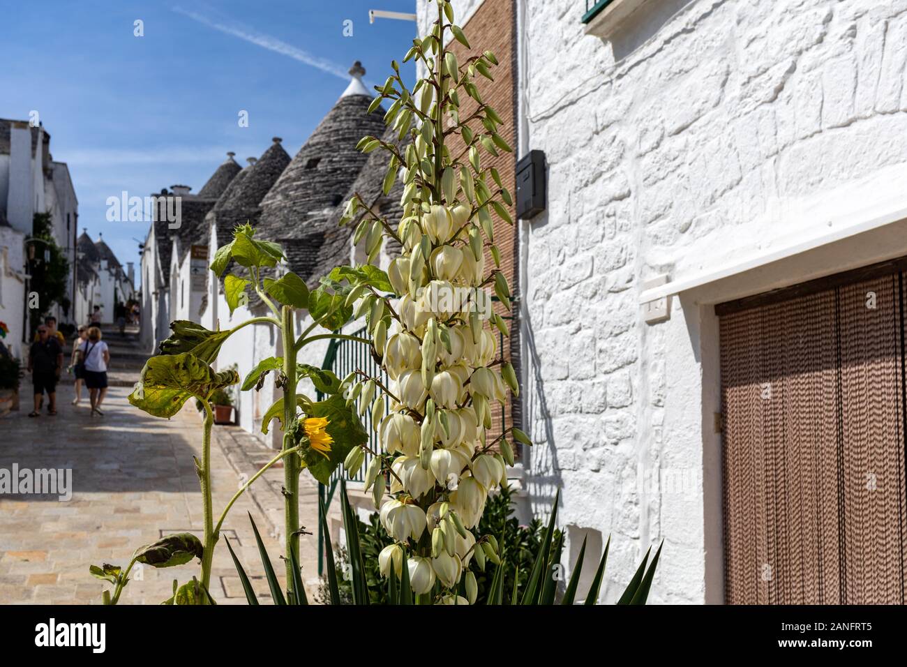 Yucca Vacation High Resolution Stock Photography and Images - Alamy