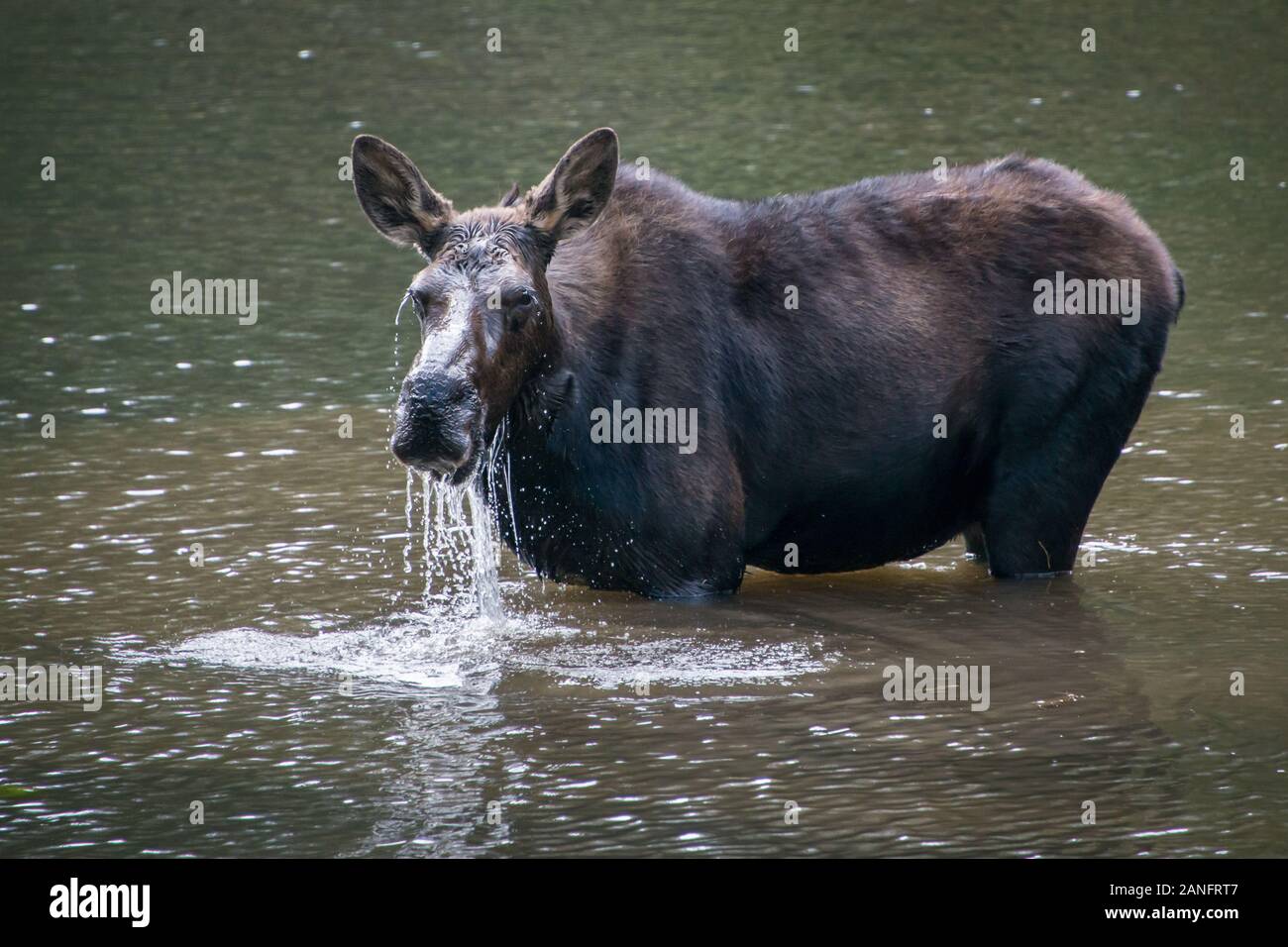 Female moose hi-res stock photography and images - Alamy