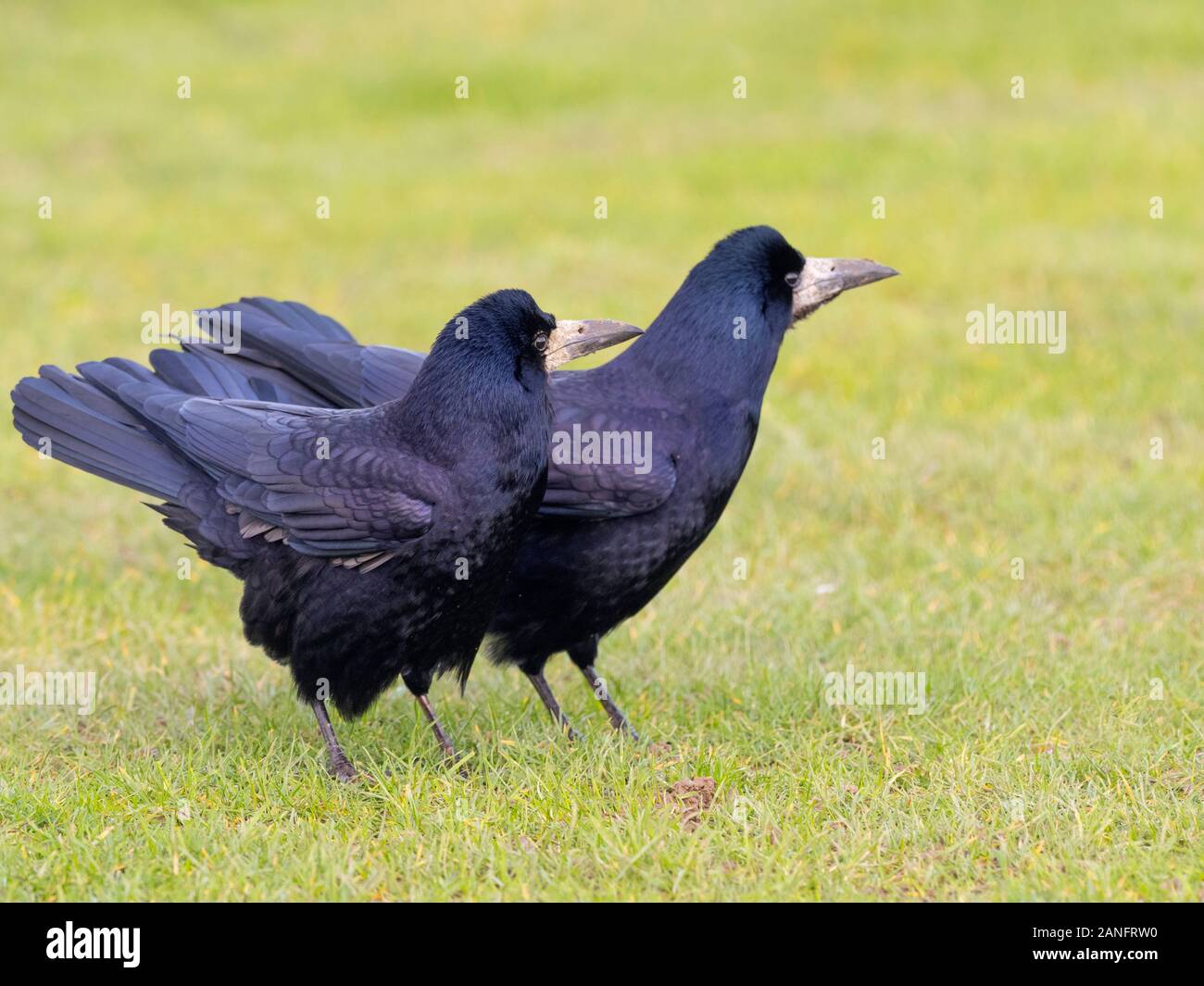 Rooks Corvus frugilegus feeding in grassland East coast Norfolk Stock ...