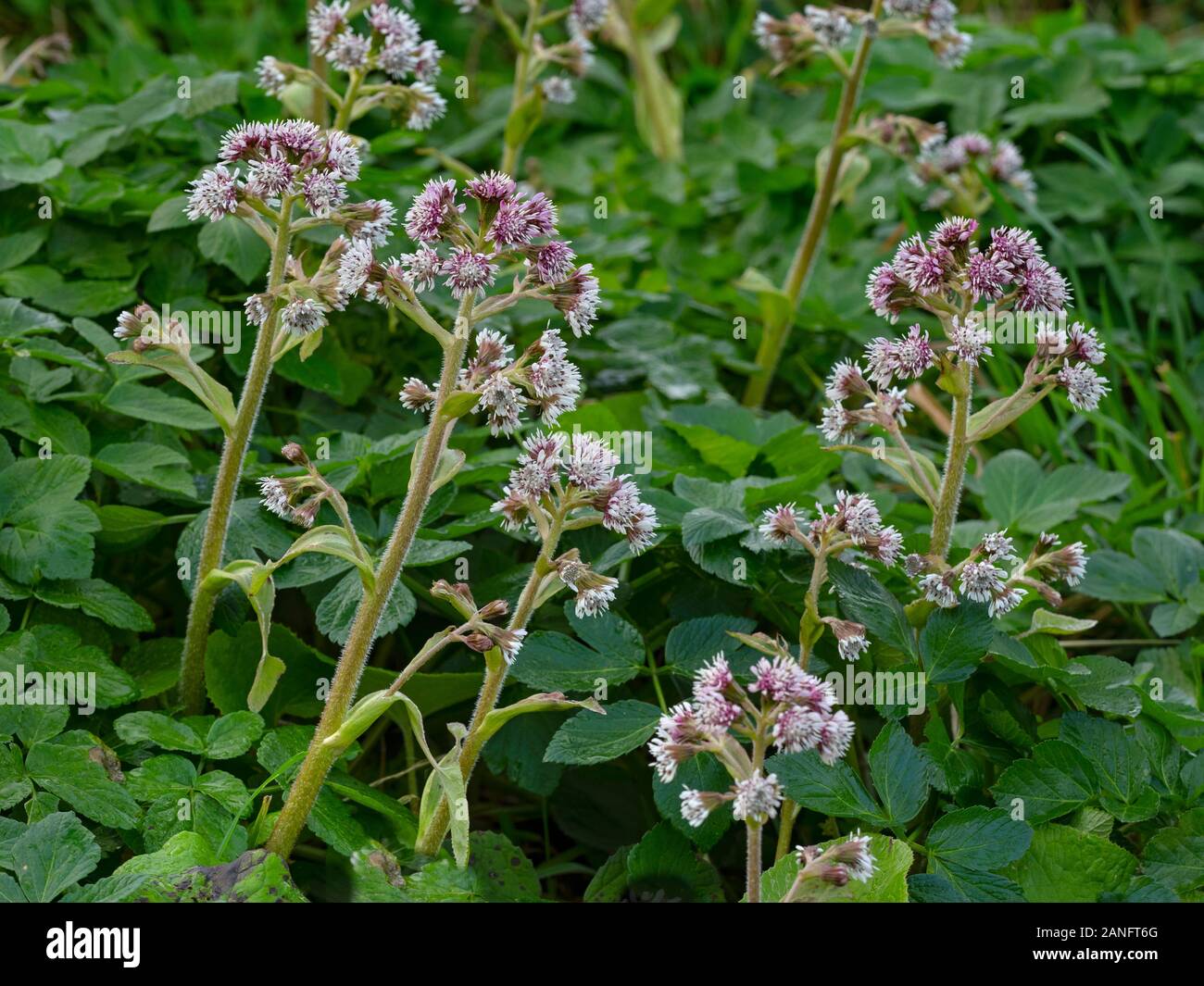 winter heliotrope Petasites fragrans on Norfolk roadside verge Stock ...