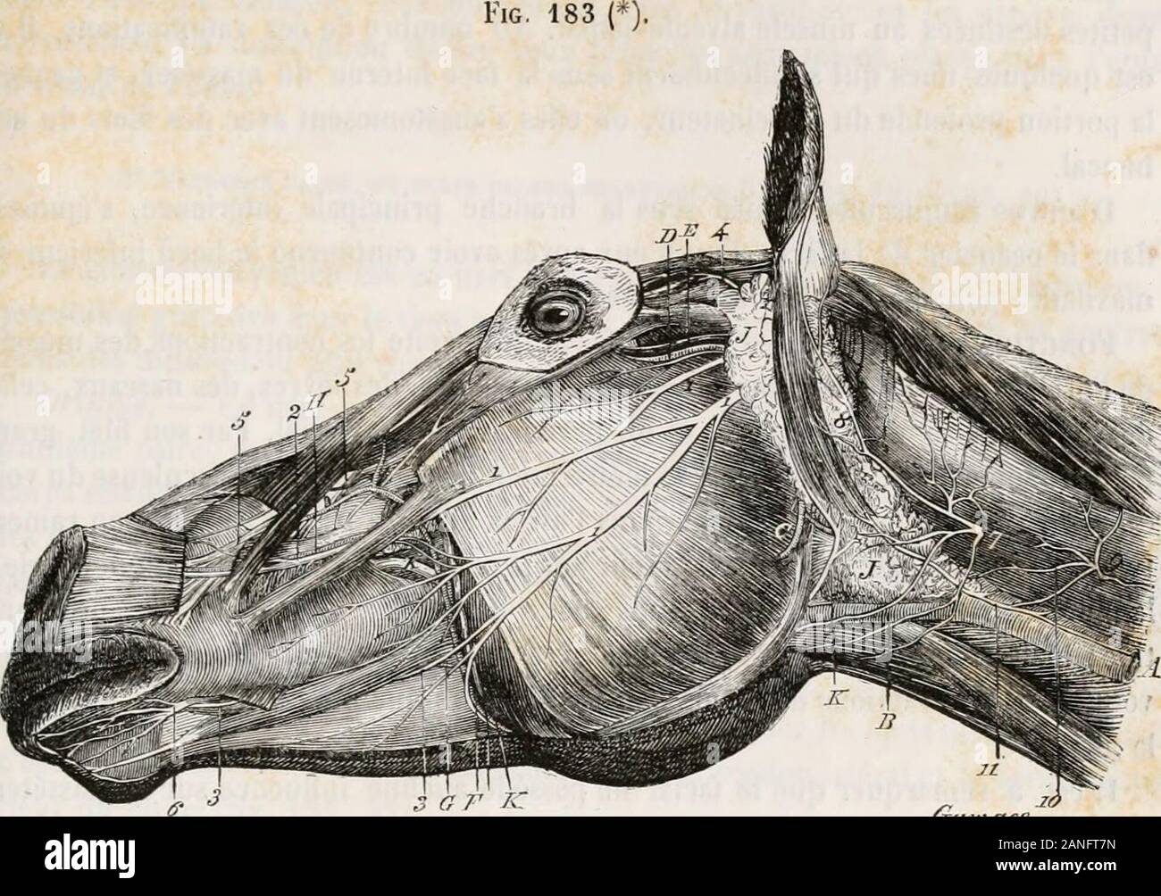 Les minaux hi-res stock photography and images - Alamy