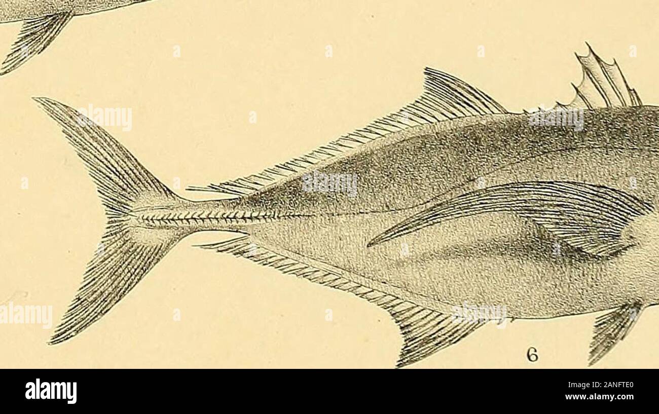 The fishes of India; being a natural history of the fishes known to ...