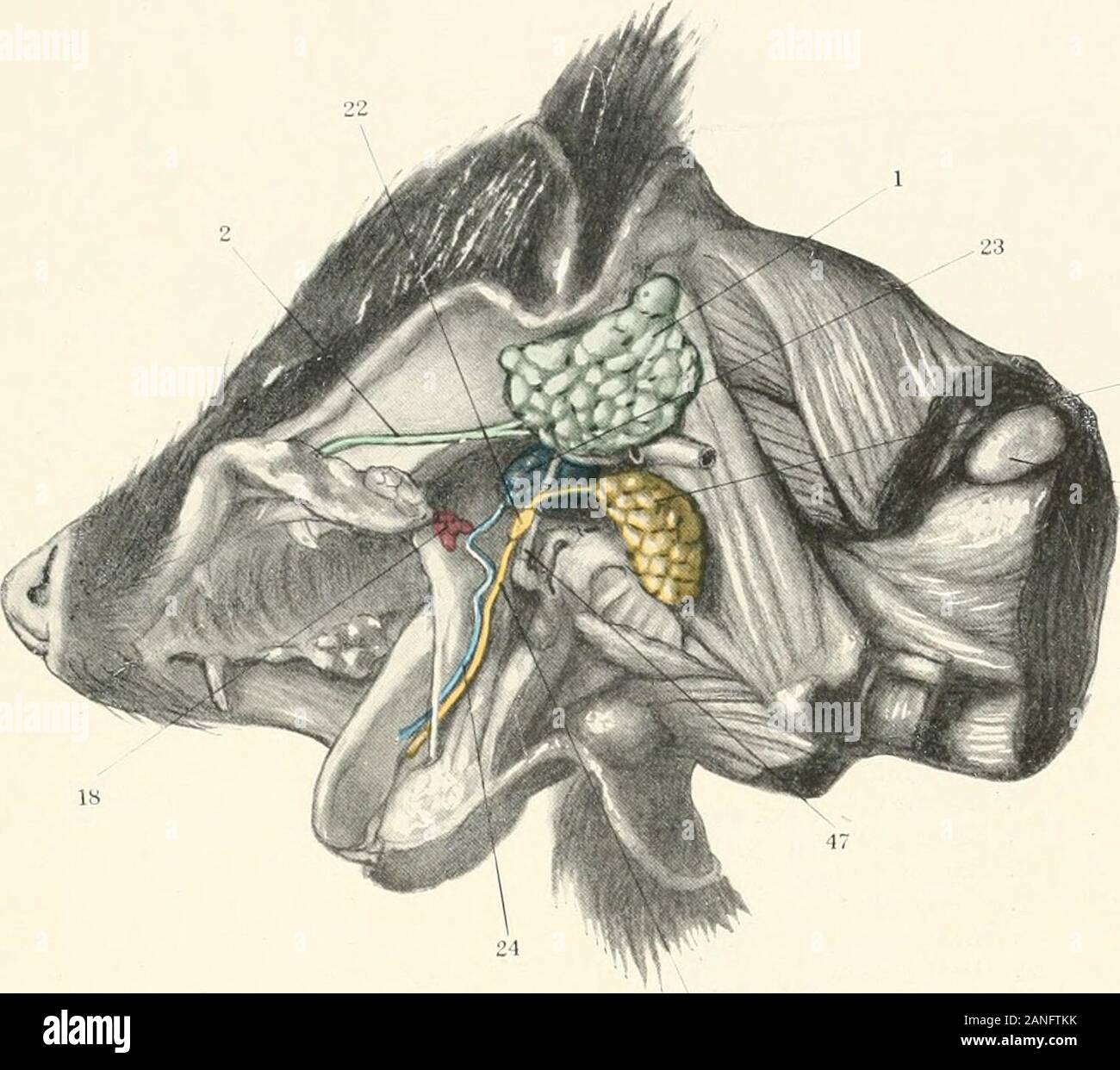 Contributions to the anatomy and development of the salivary glands in ...