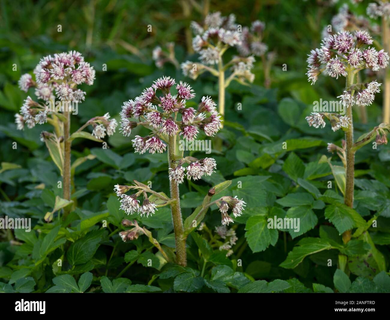 winter heliotrope Petasites fragrans on Norfolk roadside verge Stock ...