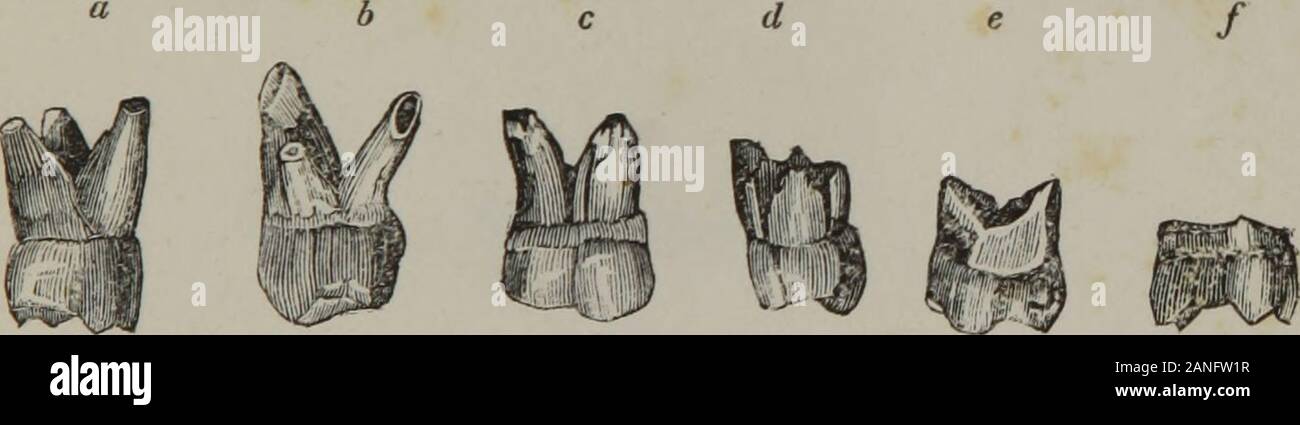 The complete works of John Hunter, F.R.S . Fig. 16.. Fig. 17. Fig. 18 ...